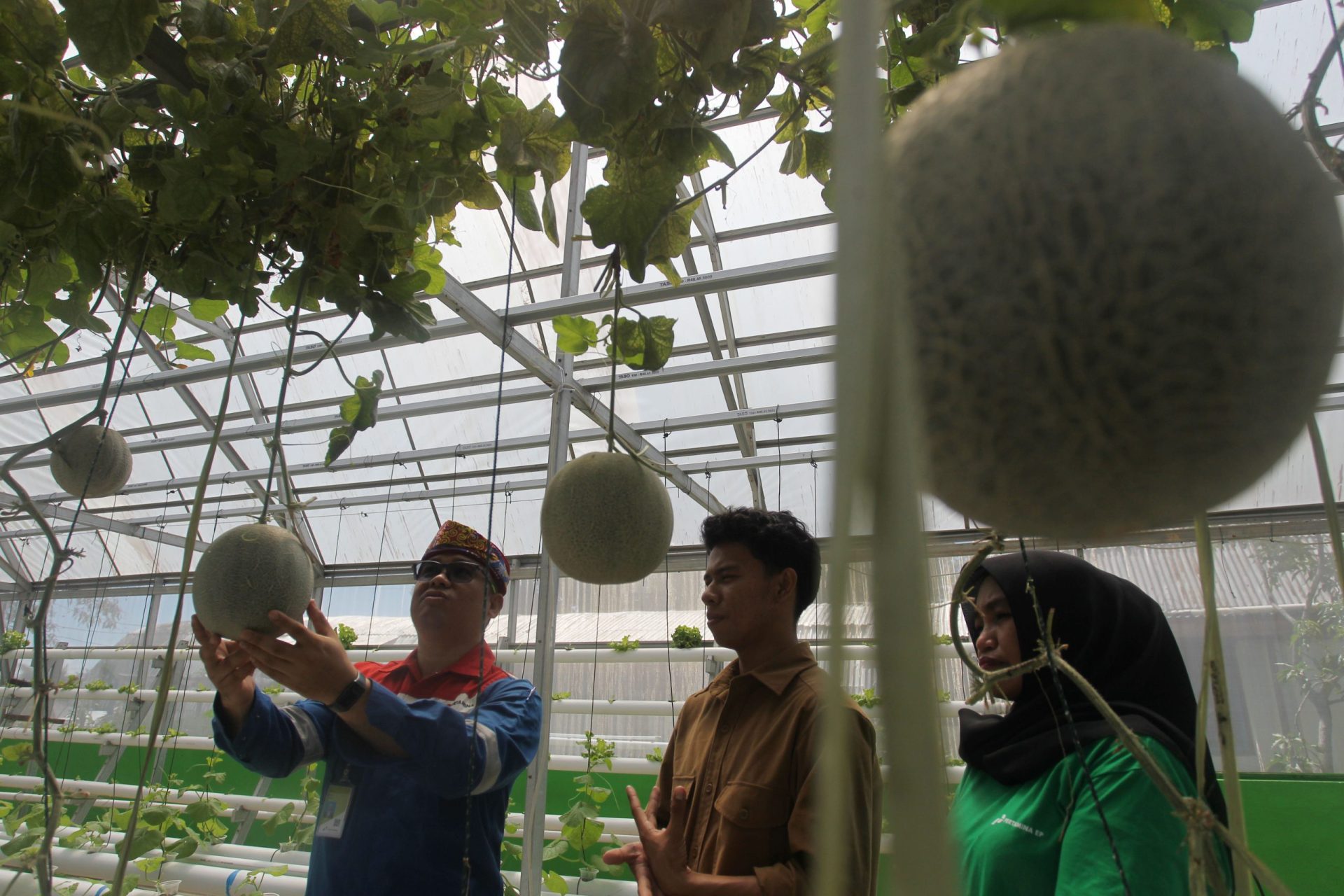 Inovasi Akar Pakis Mantap Betul Pertamina EP Dukung Program Ketahanan ...