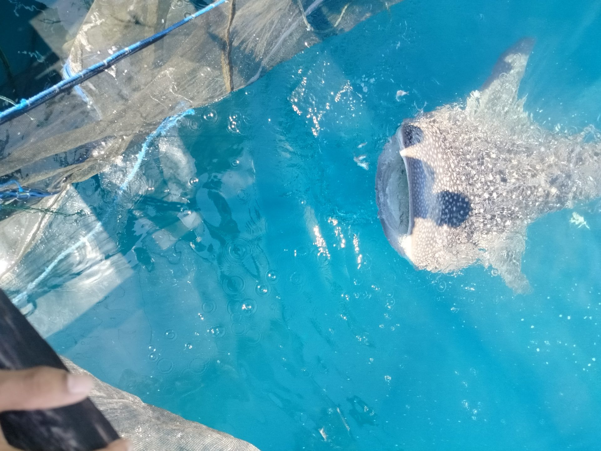 PIS Turun Tangan, Jumlah Hiu Paus Teluk Cendrawasih Terdeteksi Jadi 203 ...