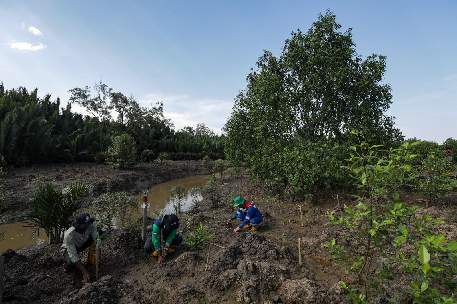 Kilang Pertamina Tanam Lebih dari 135 Ribu Pohon Sepanjang Tahun 2024 - Dunia Energi